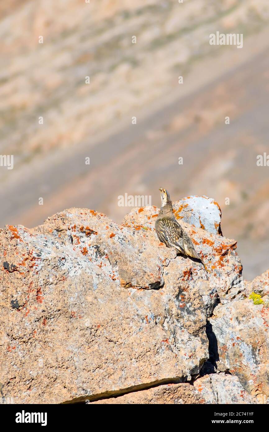 Rare partridge. Mountain background. Bird: Caspian Snowcock ...