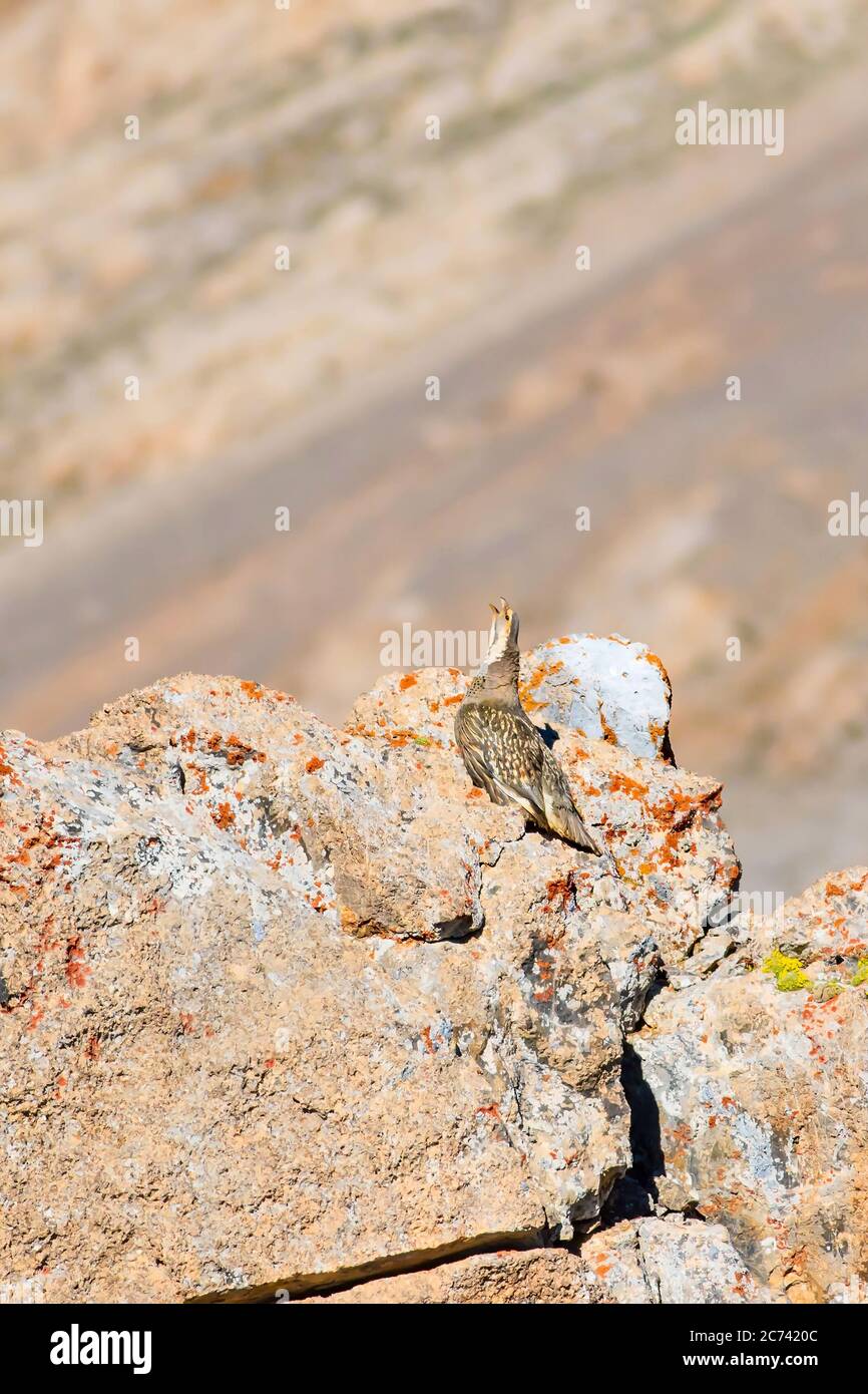 Rare partridge. Mountain background. Bird: Caspian Snowcock ...