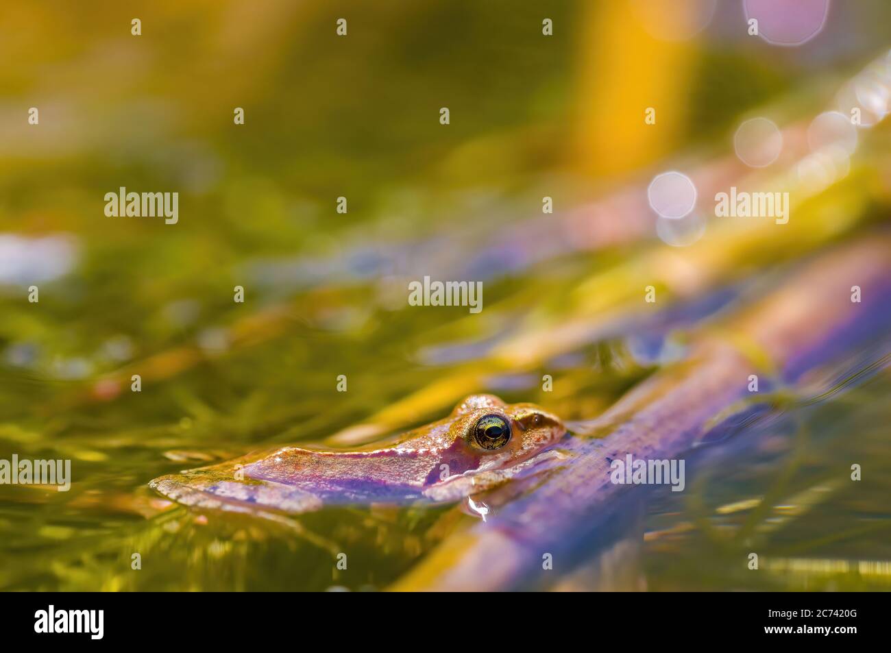 slippery frog in a pond in the nature Stock Photo - Alamy