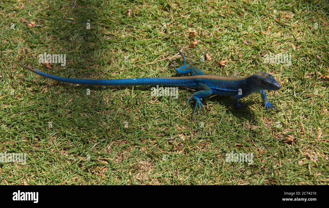 Blue lizard on the island Johnny Cay near San Andres in Colombia Stock ...