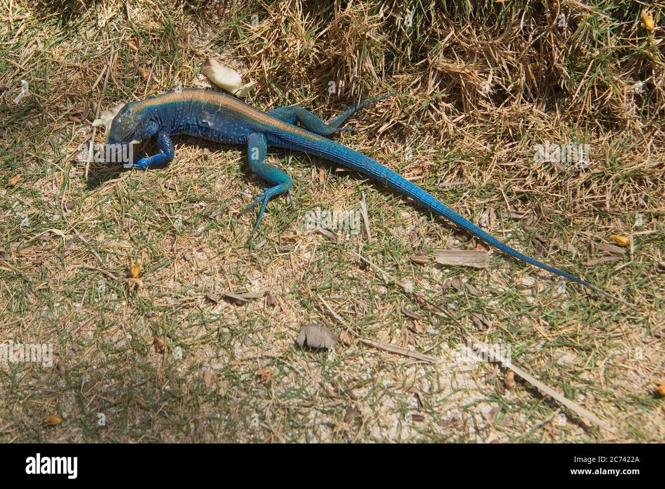 Blue lizard on the island Johnny Cay near San Andres in Colombia Stock ...