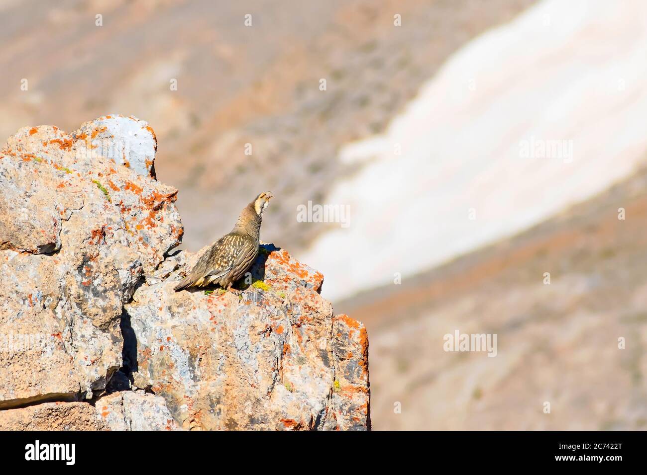 Rare partridge. Mountain background. Bird: Caspian Snowcock ...