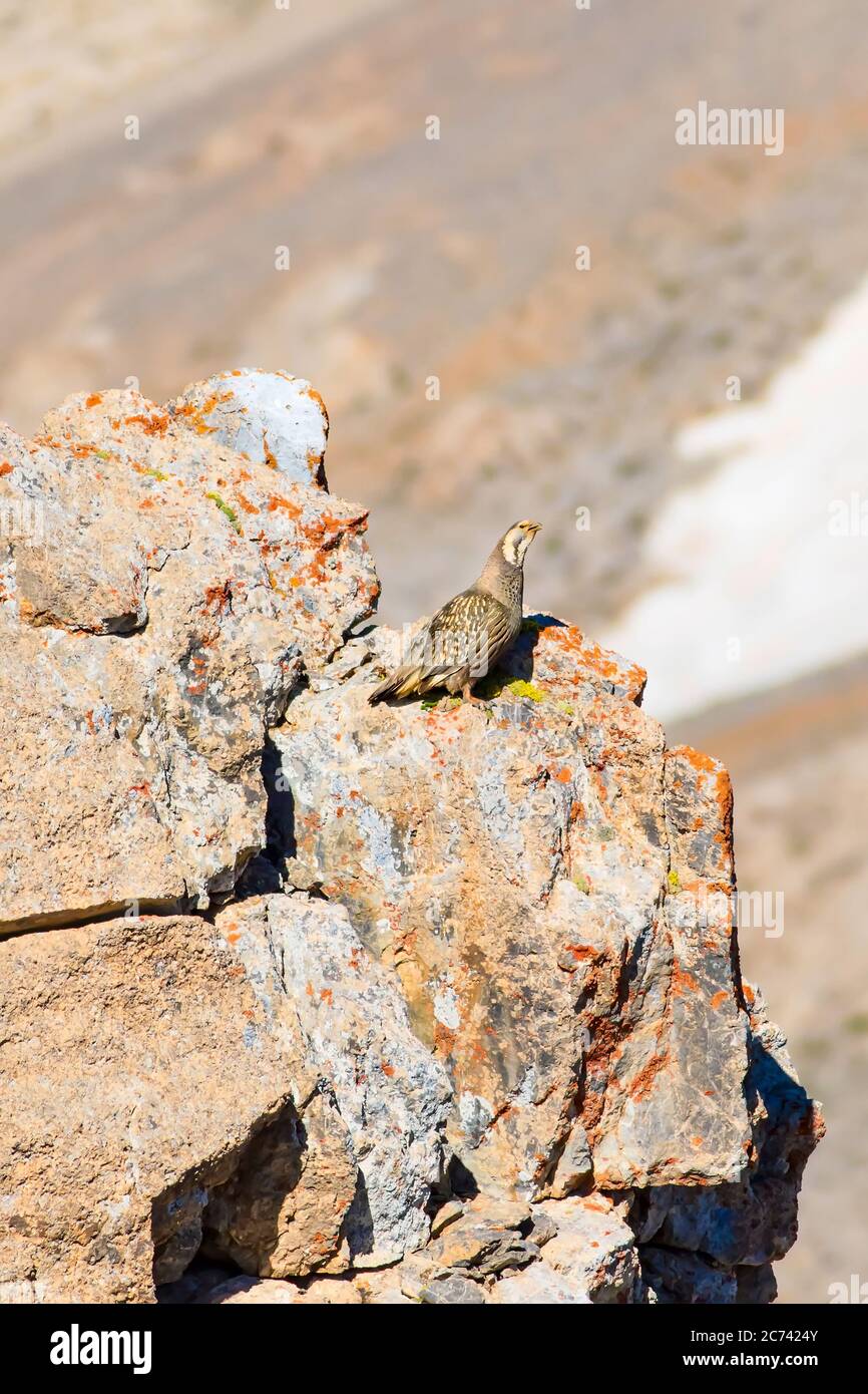 Rare partridge. Mountain background. Bird: Caspian Snowcock ...