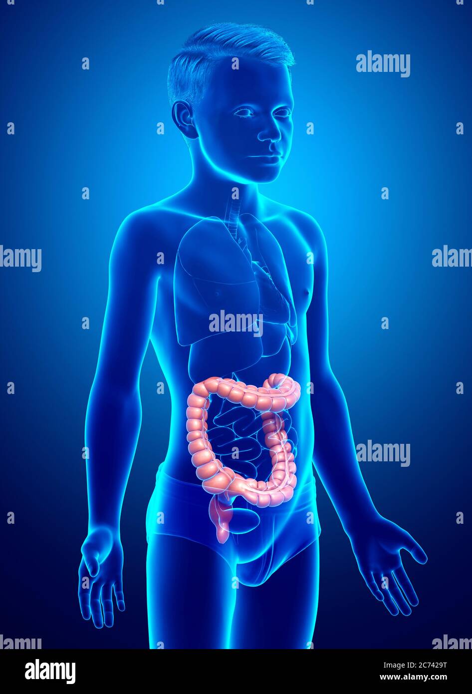 3d rendered, medically accurate illustration of boy large intestine ...