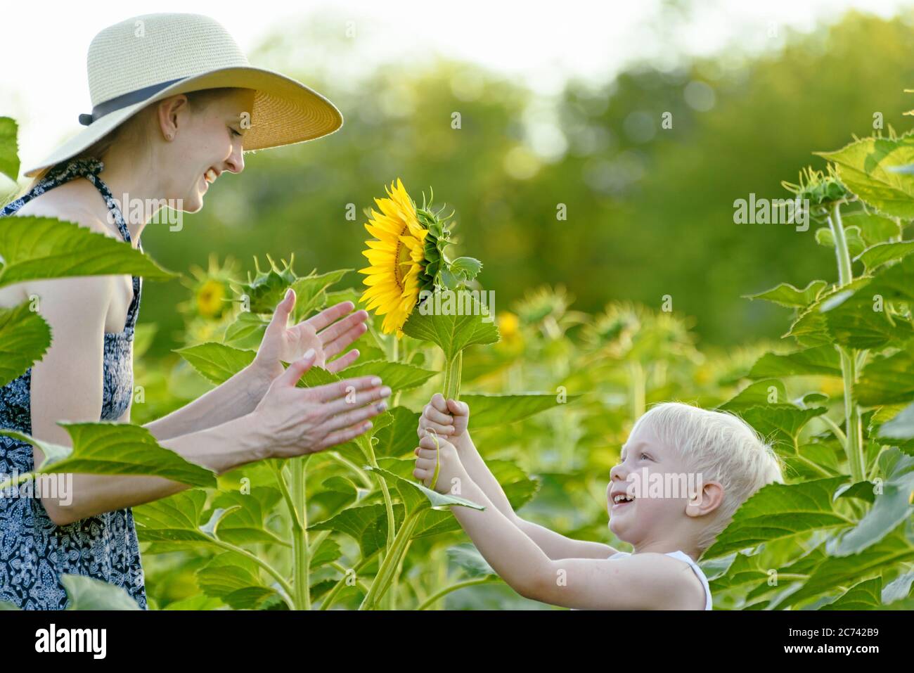 Little blond boy gives his mother a sunflower flower against the ...