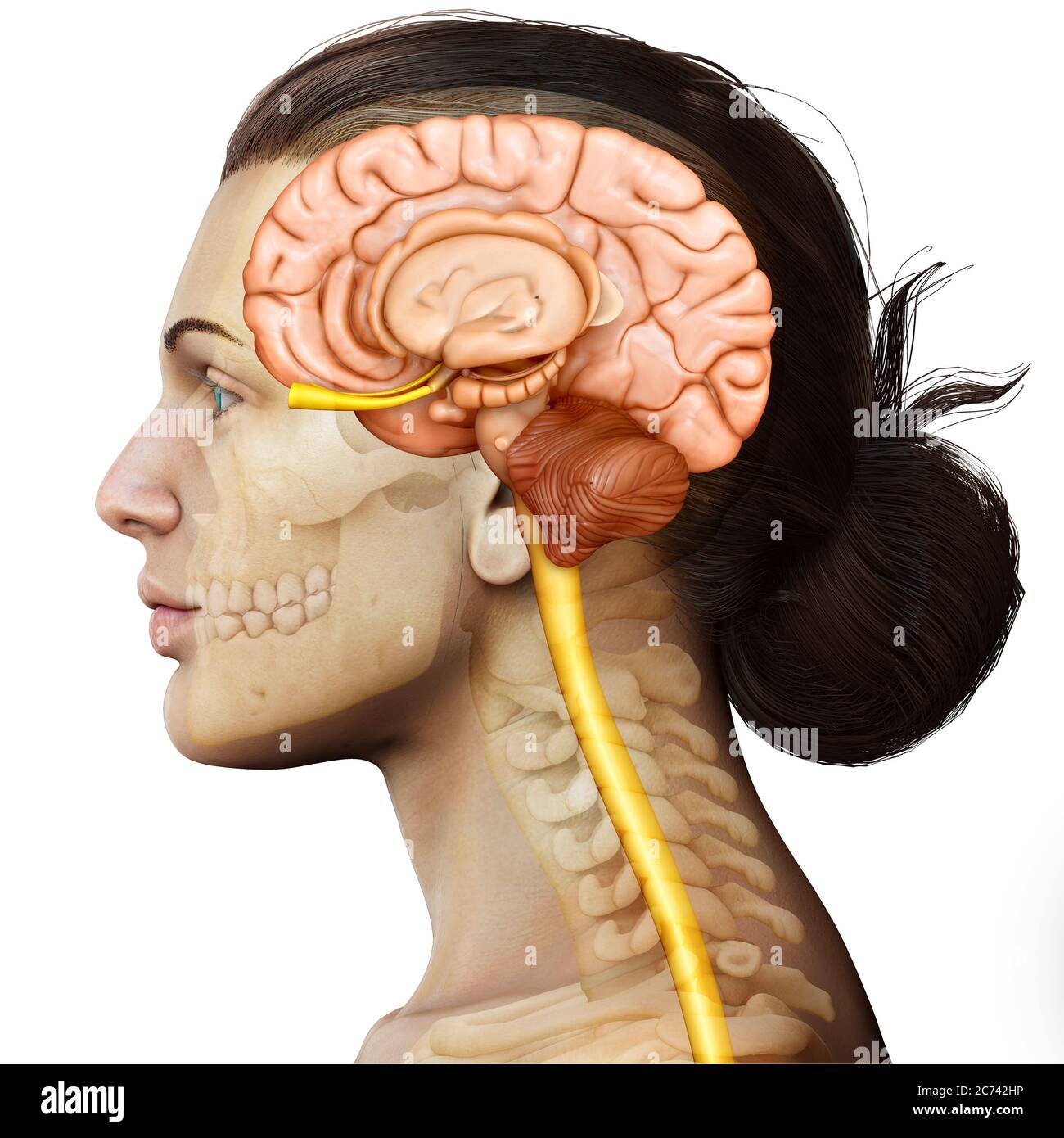 3d rendering medical illustration of Female brain anatomy Stock Photo ...
