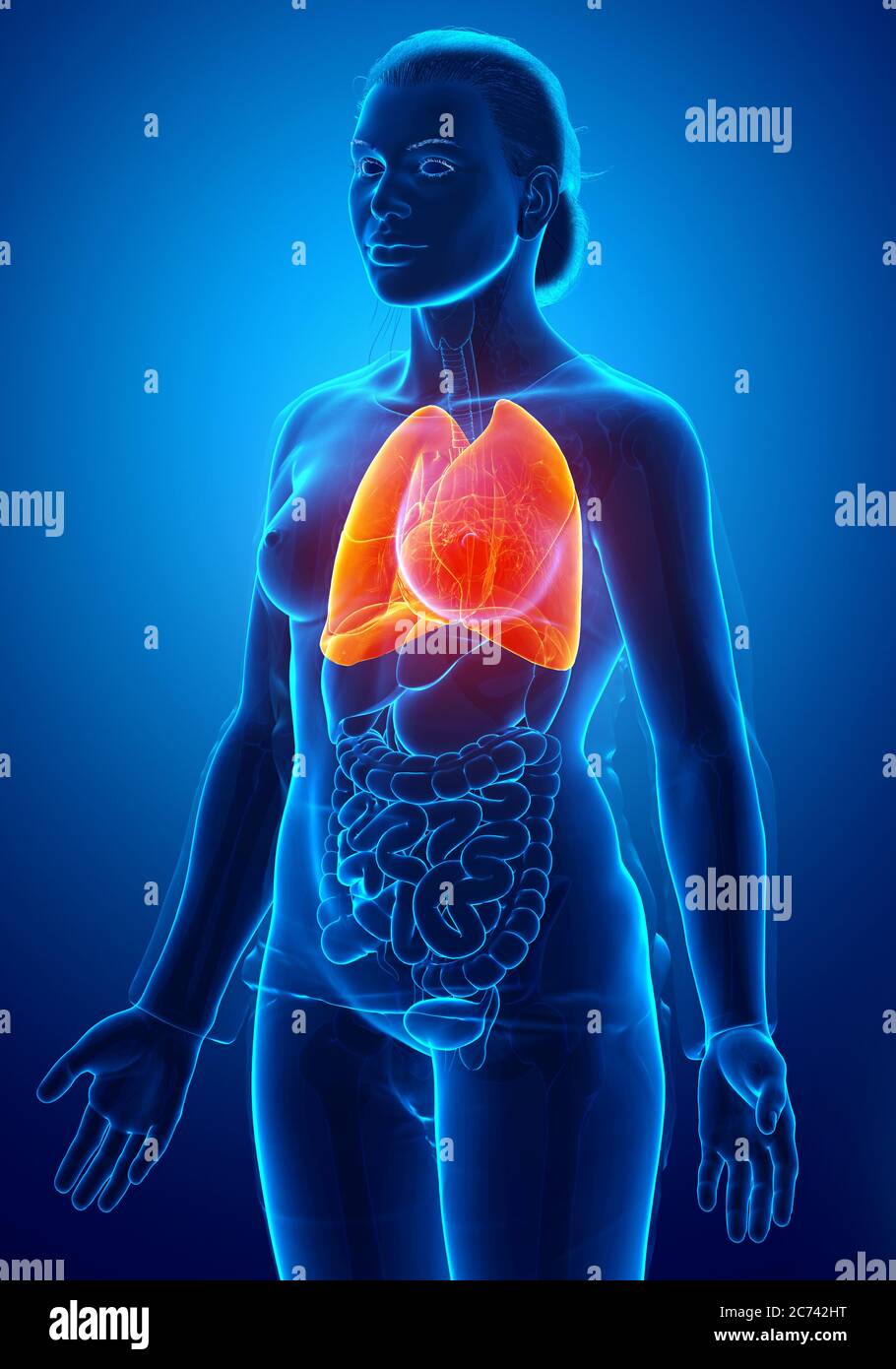 3d rendered, medically accurate illustration of a male lung anatomy ...