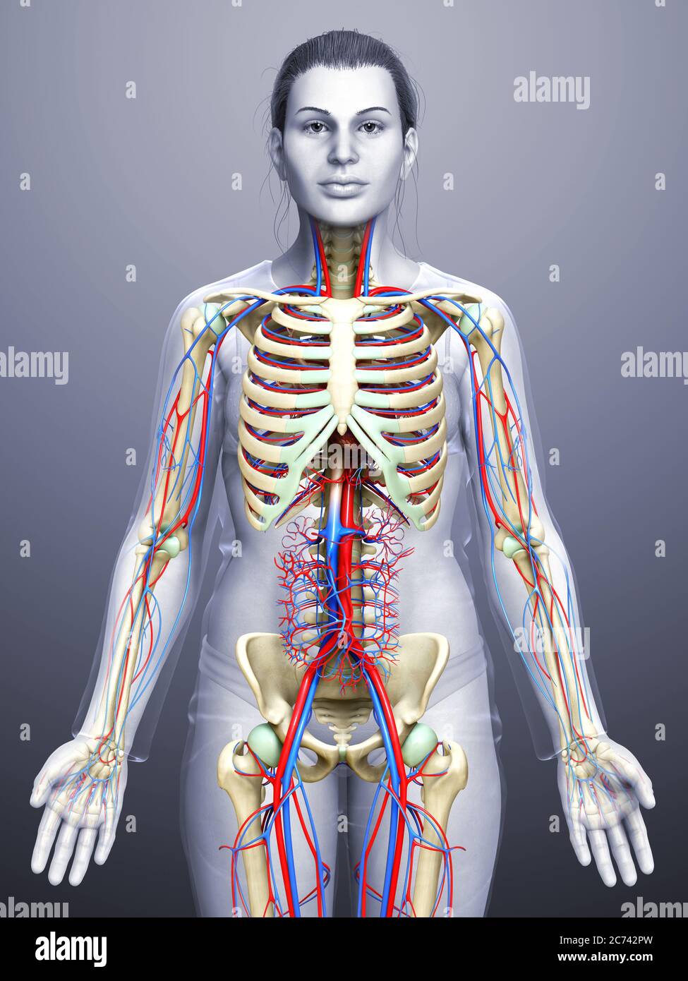 3d rendered medically accurate illustration of the female circulatory ...