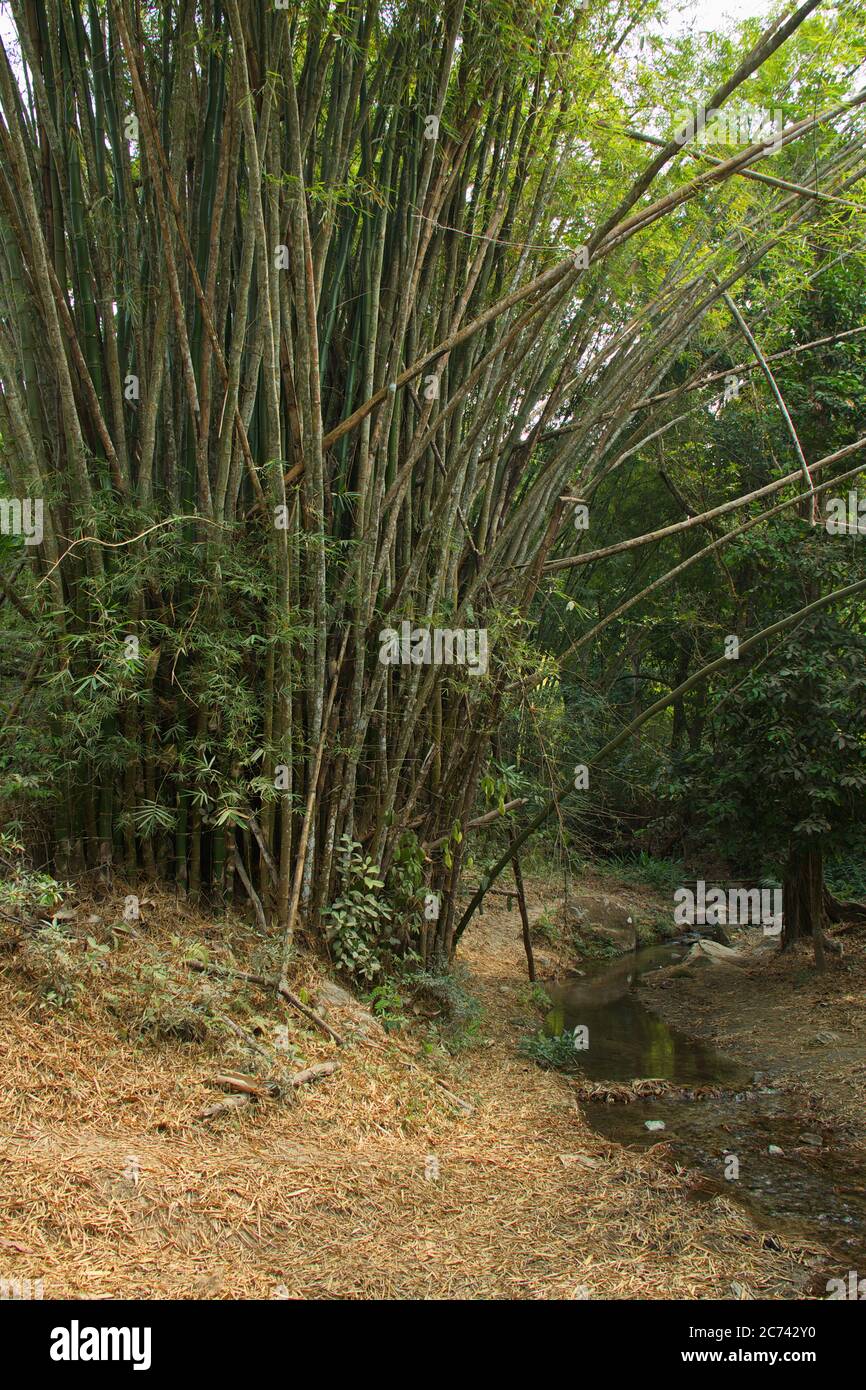 Bamboo plant at a hiking trail in Minca in Colombia Stock Photo - Alamy