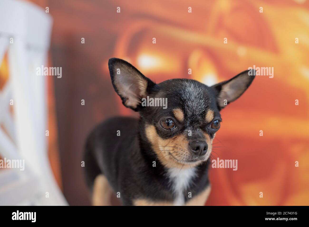 Beautiful chihuahua dog. Animal portrait. Stylish photo. Chihuahua ...