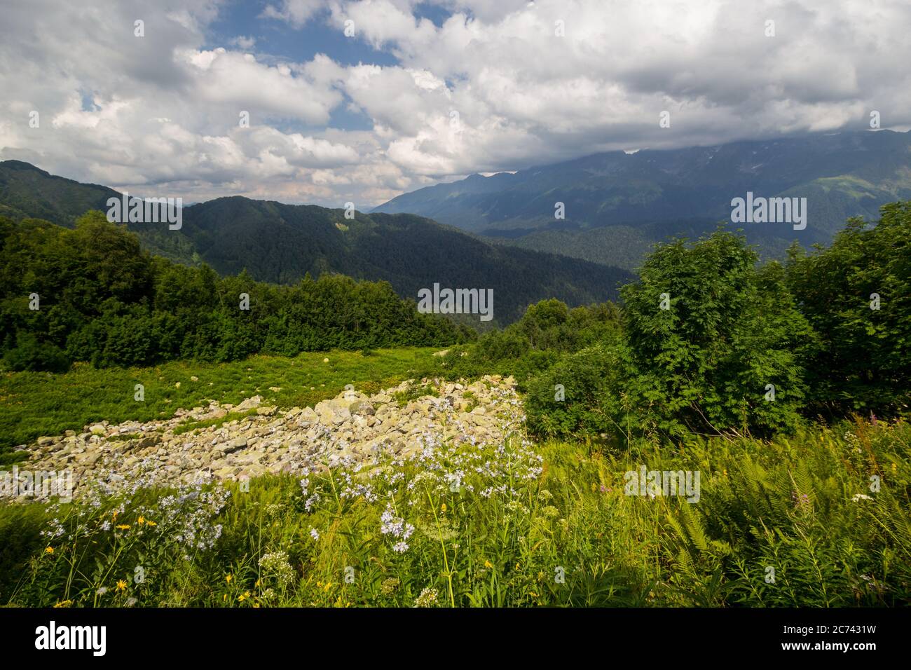 Pristine, untouched forest in the highlands, green hills Stock Photo ...