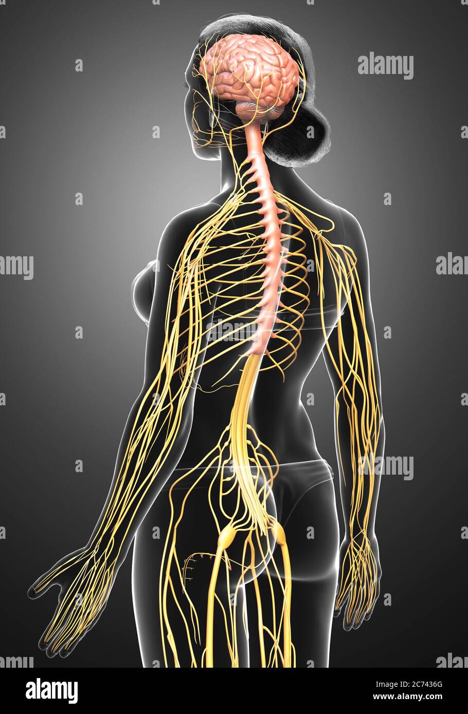 3d rendered medically accurate illustration of a female nervous system ...