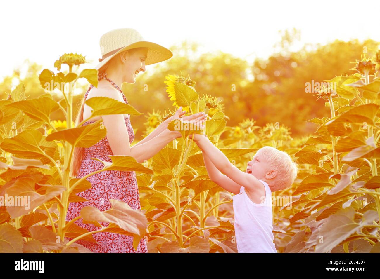 Little blond boy gives his mother a sunflower flower against the ...