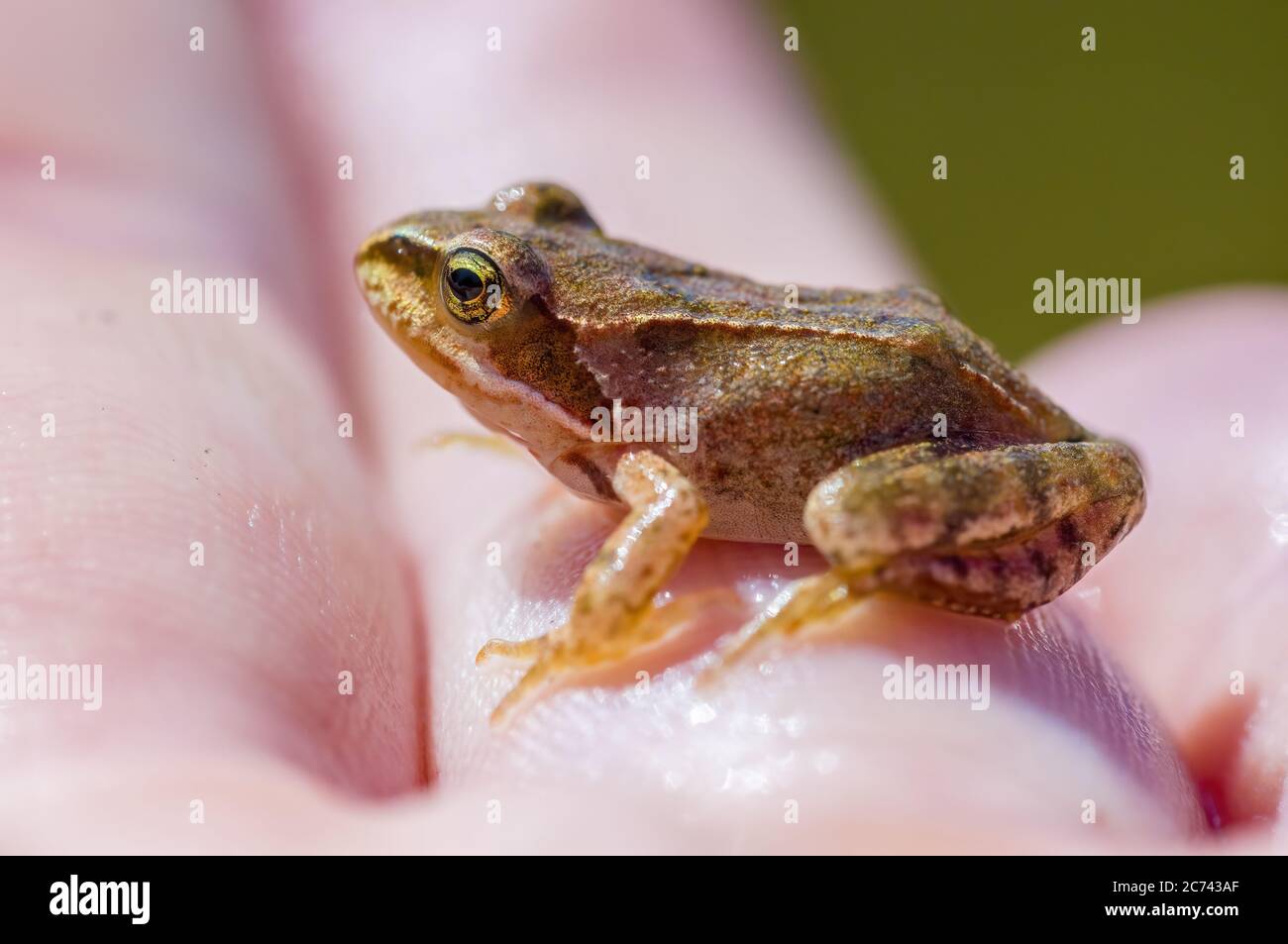 Giant slippery frog hi-res stock photography and images - Alamy
