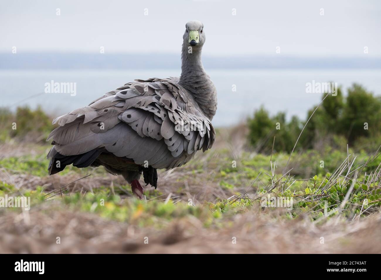 Goose paw hi-res stock photography and images - Alamy