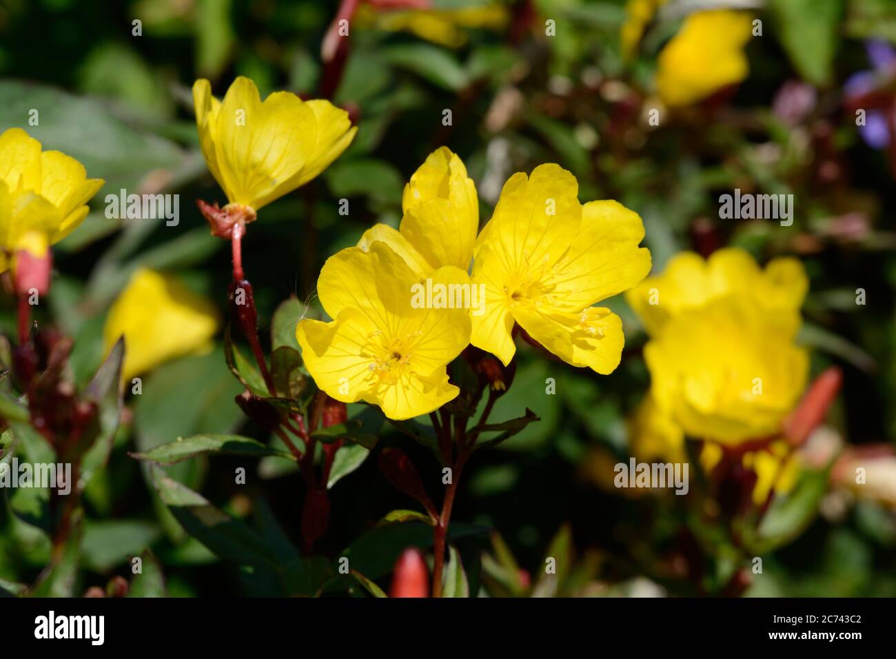 Oenothera fruticosa erica robin hi-res stock photography and images - Alamy