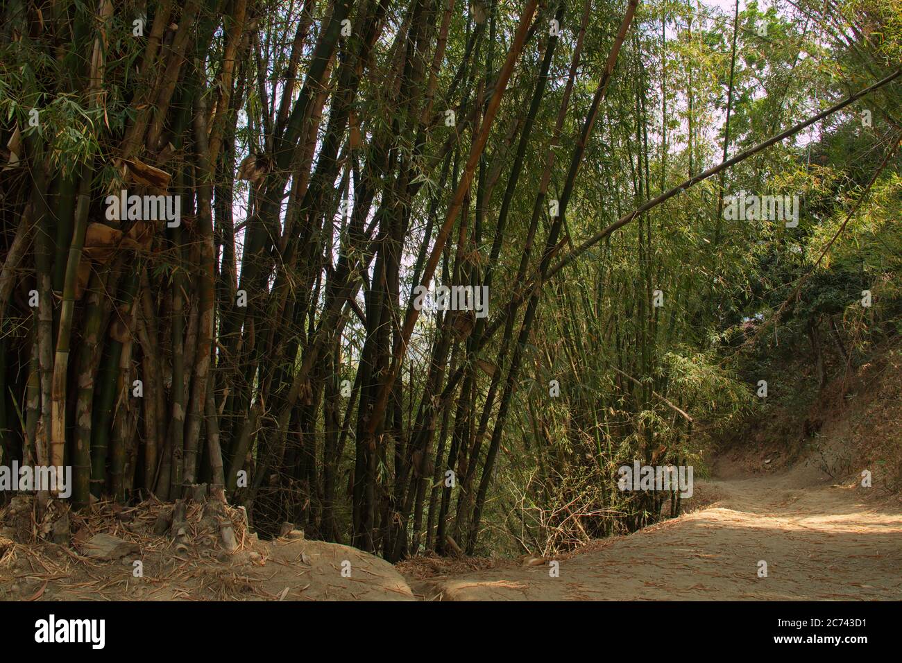 Bamboo plant at a hiking trail in Minca in Colombia Stock Photo - Alamy
