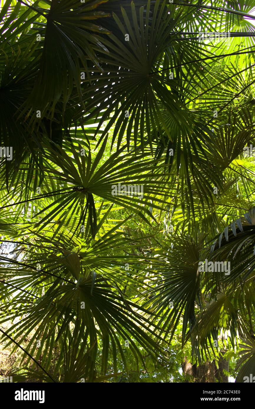 Canopy of palm leaves hi-res stock photography and images - Alamy
