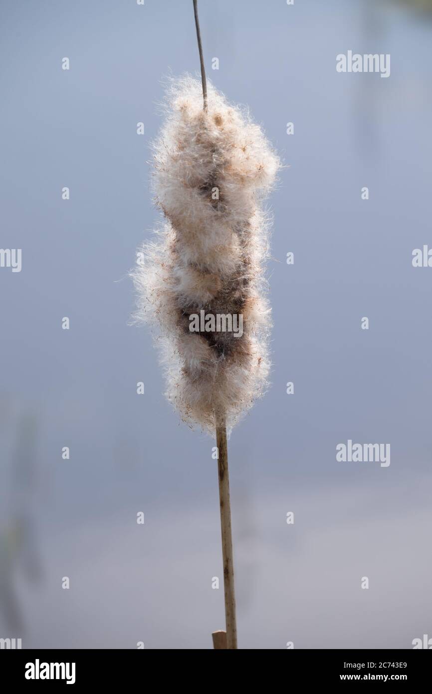Close up typha latifolia flower hi-res stock photography and images - Alamy
