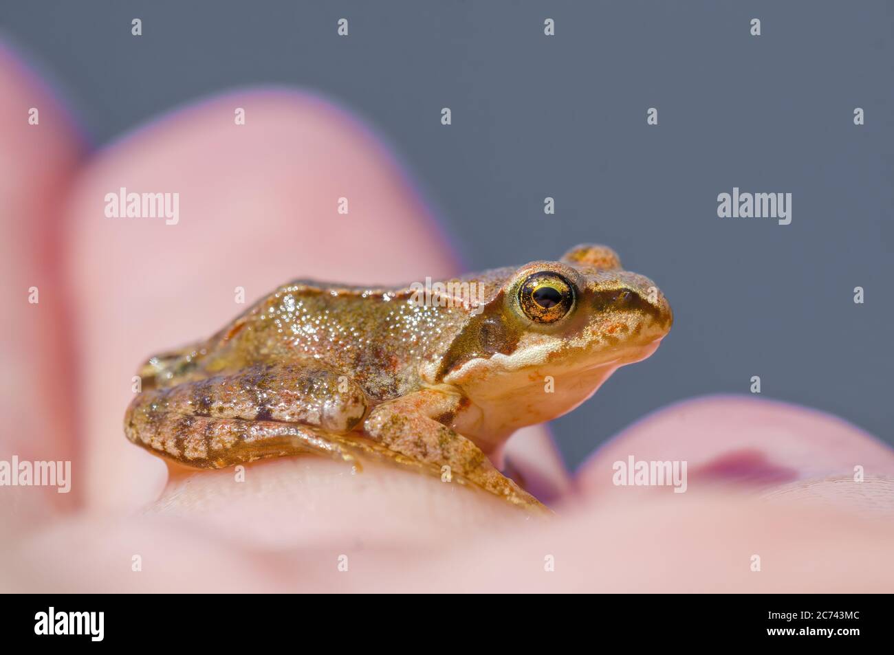 Giant slippery frog hi-res stock photography and images - Alamy