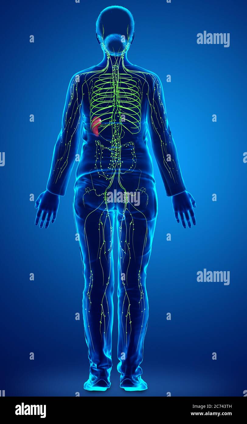 3d rendered medically accurate illustration of a female lymphatic ...