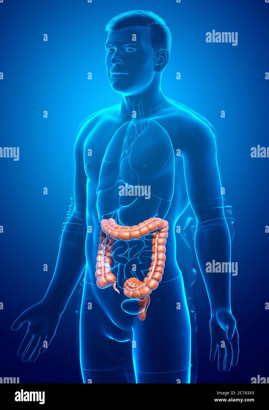 3d rendered, medically accurate illustration of male large intestine ...