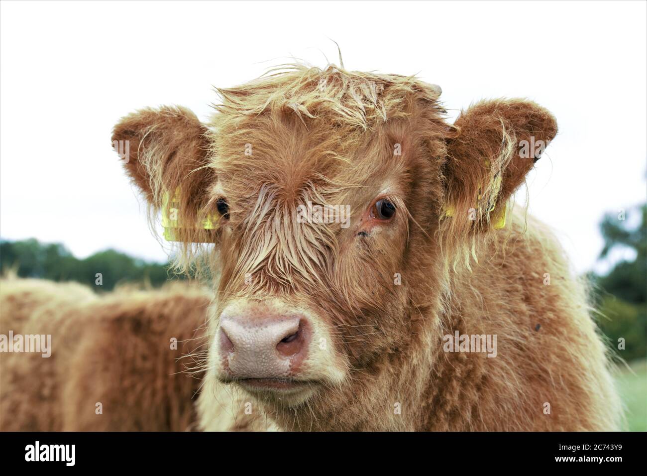 Head of a galloway calf as a portrait Stock Photo - Alamy
