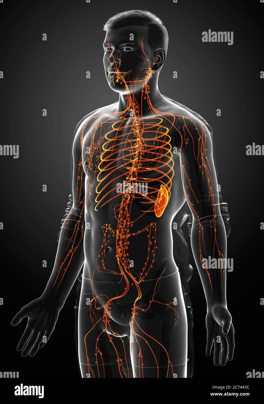 3d rendered, medically accurate illustration of a male lymphatic system ...