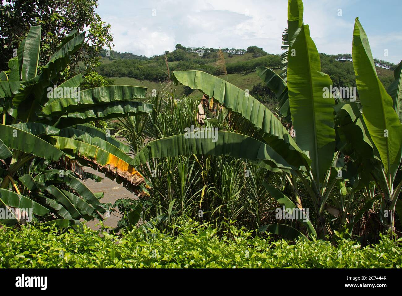 Banana plants at a river in Colombia Stock Photo - Alamy