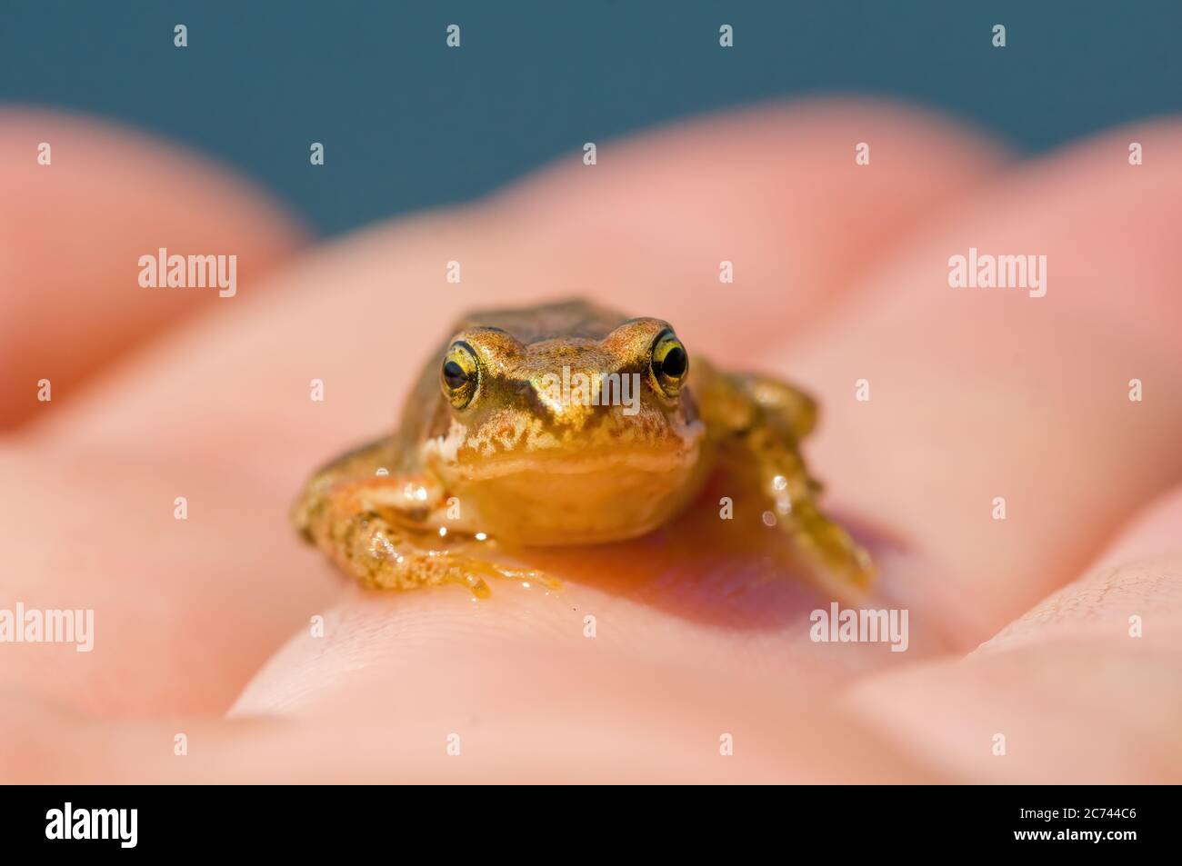 Giant slippery frog hi-res stock photography and images - Alamy