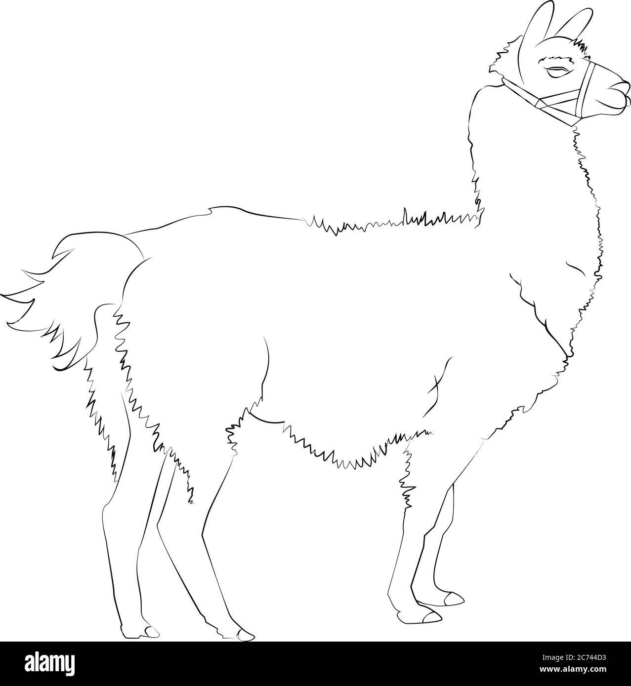 A beautiful realistic hand drawn sketch of alpaca or lama. Vector ...