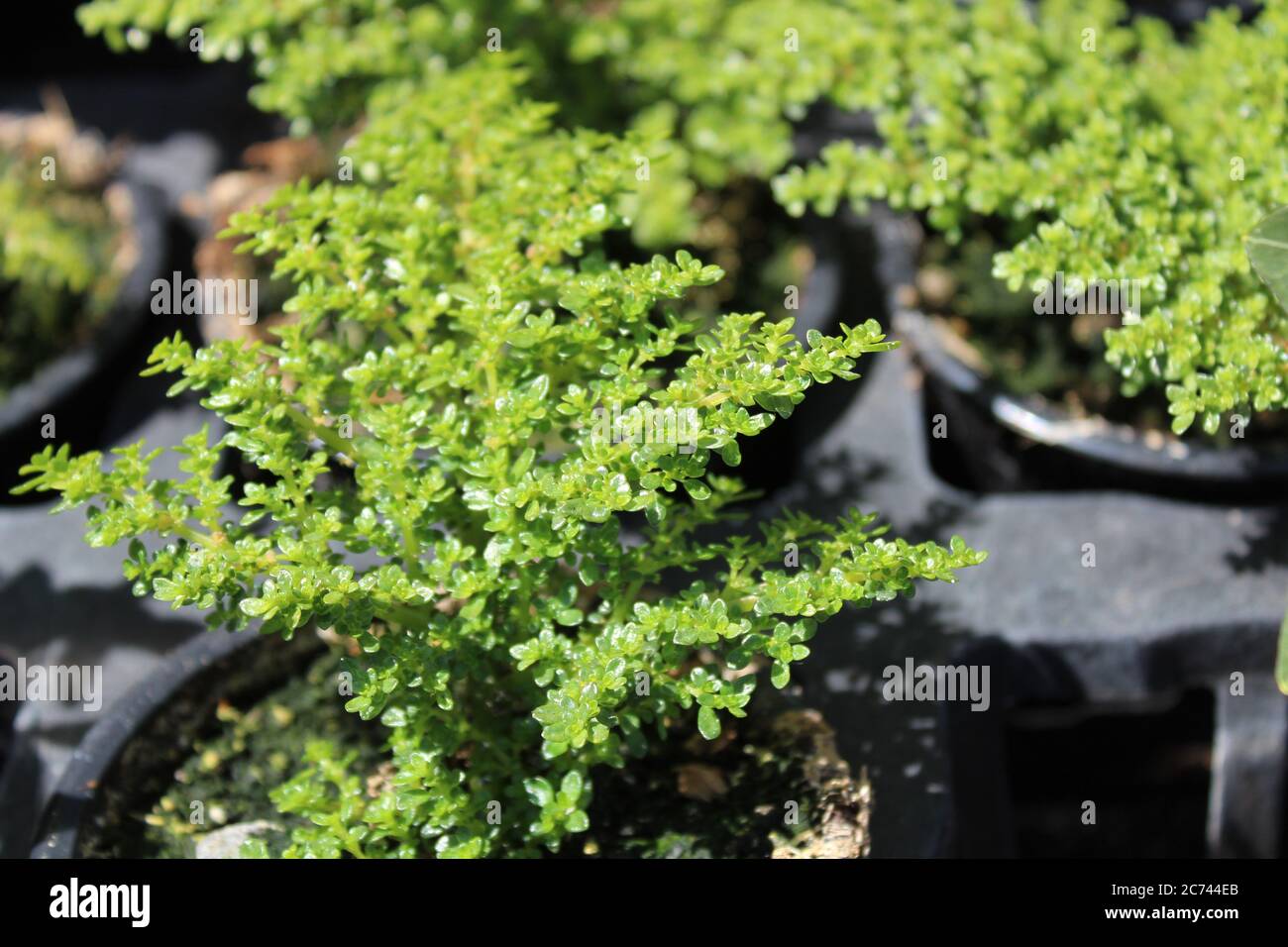 Pilea muscosa hi-res stock photography and images - Alamy