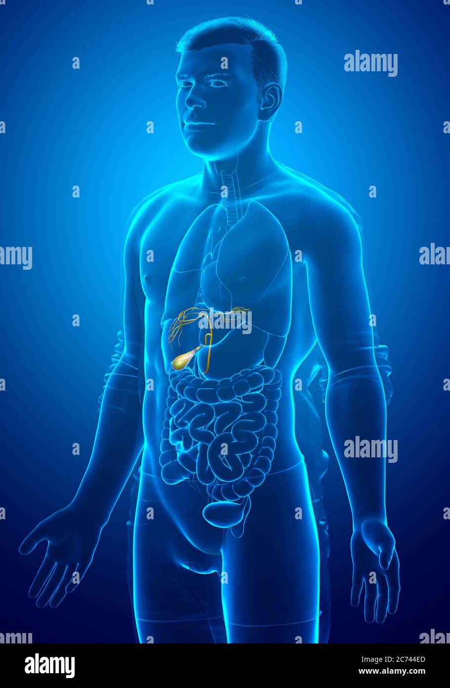 3d rendered medically accurate illustration of male Organs Gallbladder ...