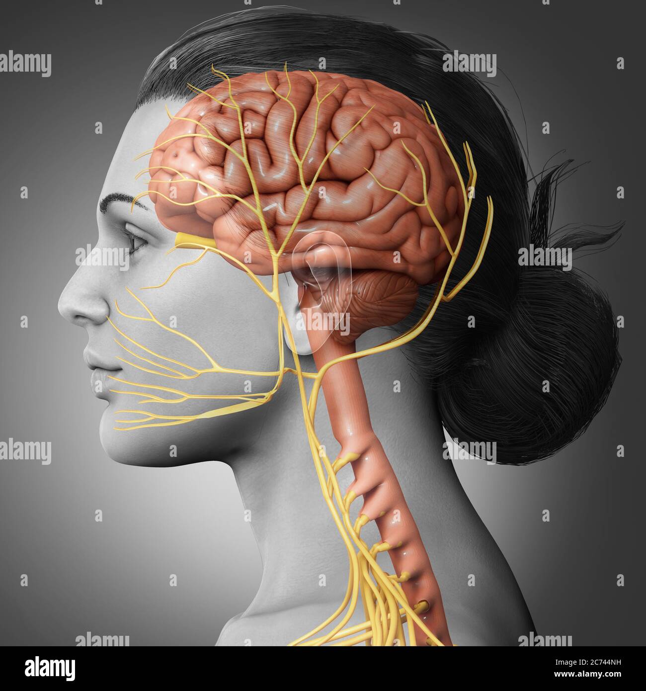 3d rendered medically accurate illustration of a female brain anatomy ...
