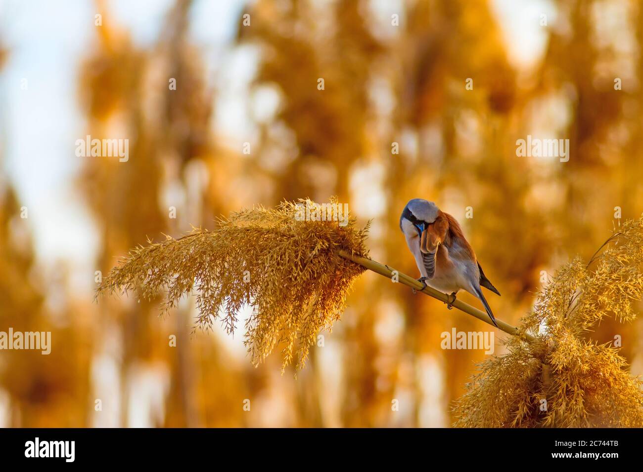Cute little bird. Green nature background. Bird: Red backed Shrike ...