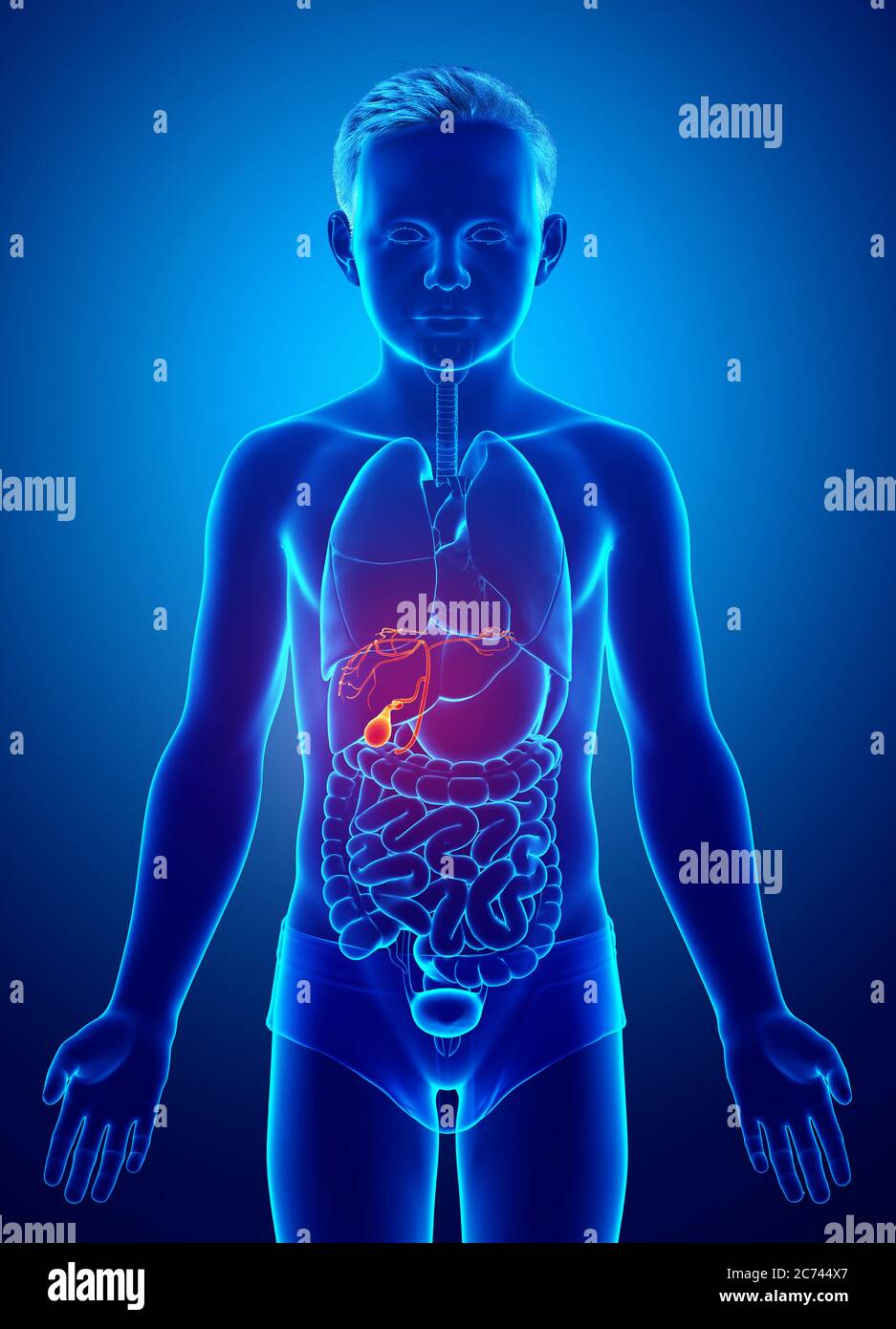 3d rendered medically accurate illustration of boy Organs Gallbladder ...