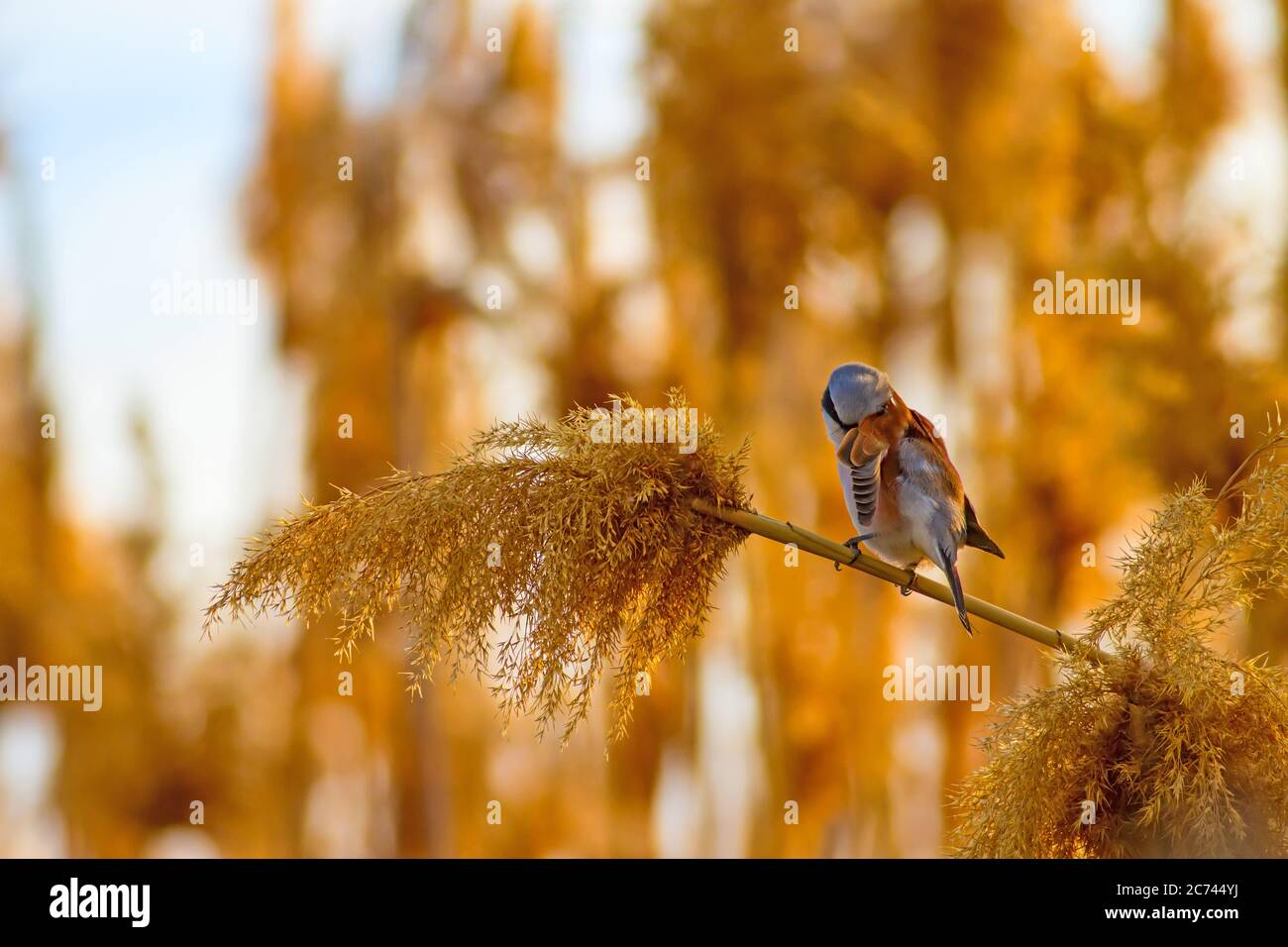 Cute little bird. Green nature background. Bird: Red backed Shrike ...