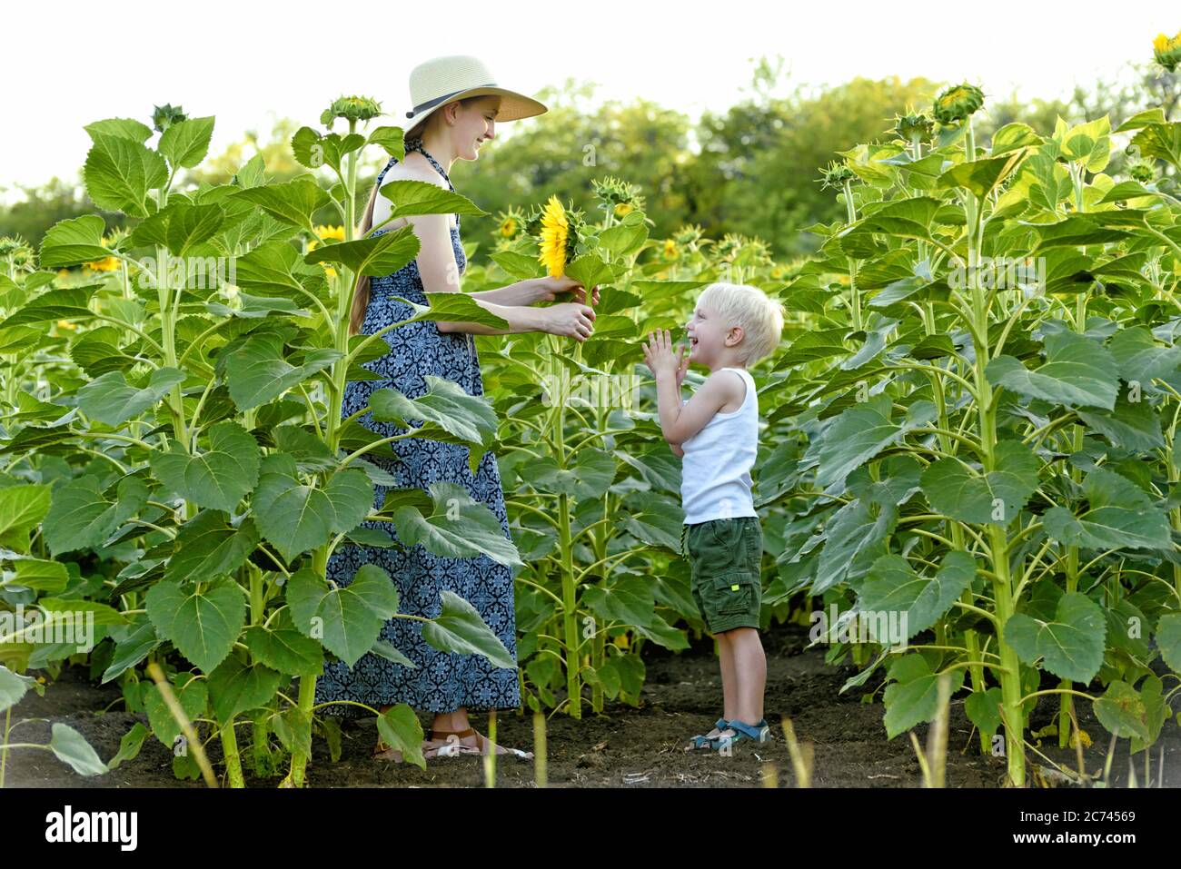 Little blond boy gives his mother a sunflower flower against the ...