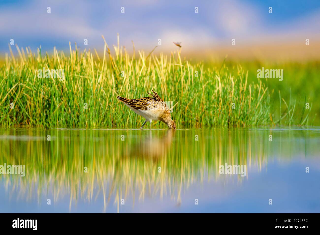 Colorful nature and water bird. Colorful nature background. Ruff ...