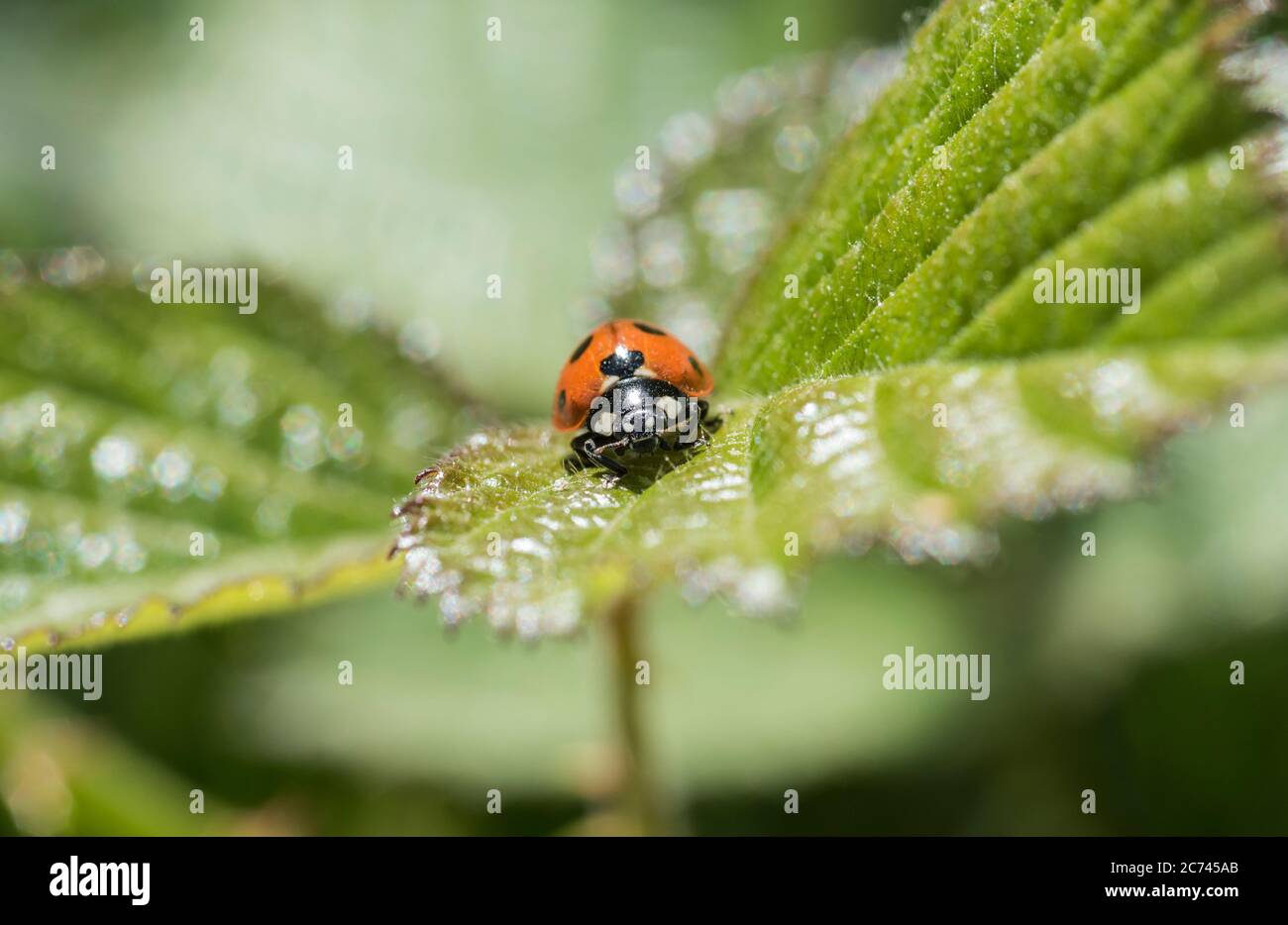 Ladybird face close up hi-res stock photography and images - Alamy