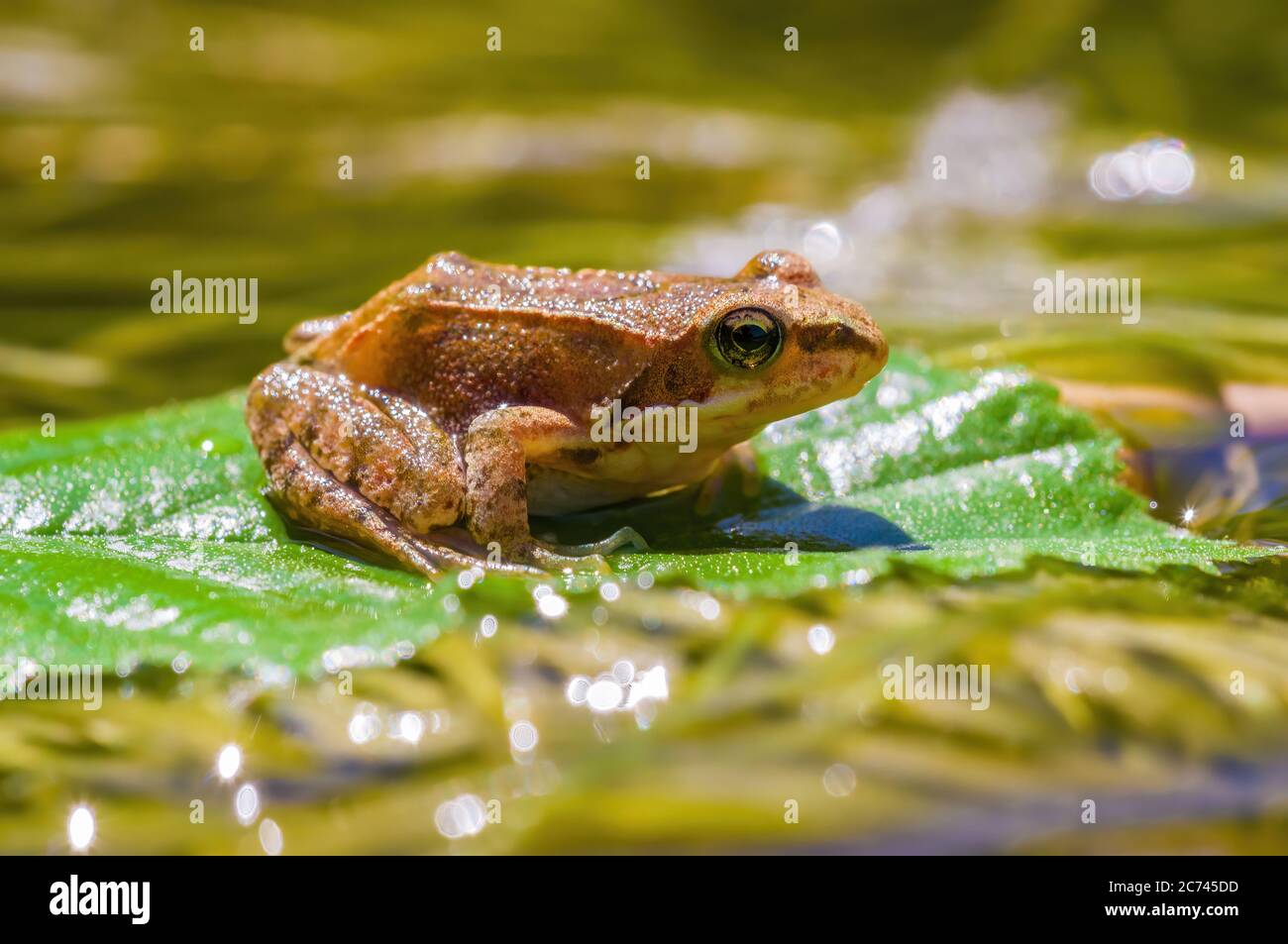slippery frog in a pond in the nature Stock Photo - Alamy