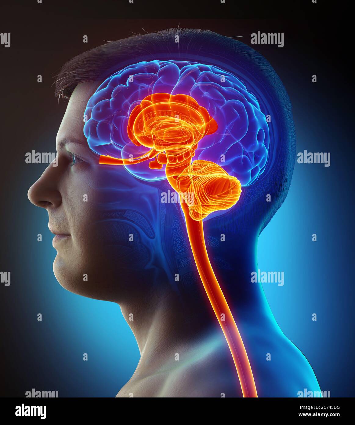 3d rendered medically accurate illustration of the interior brain ...