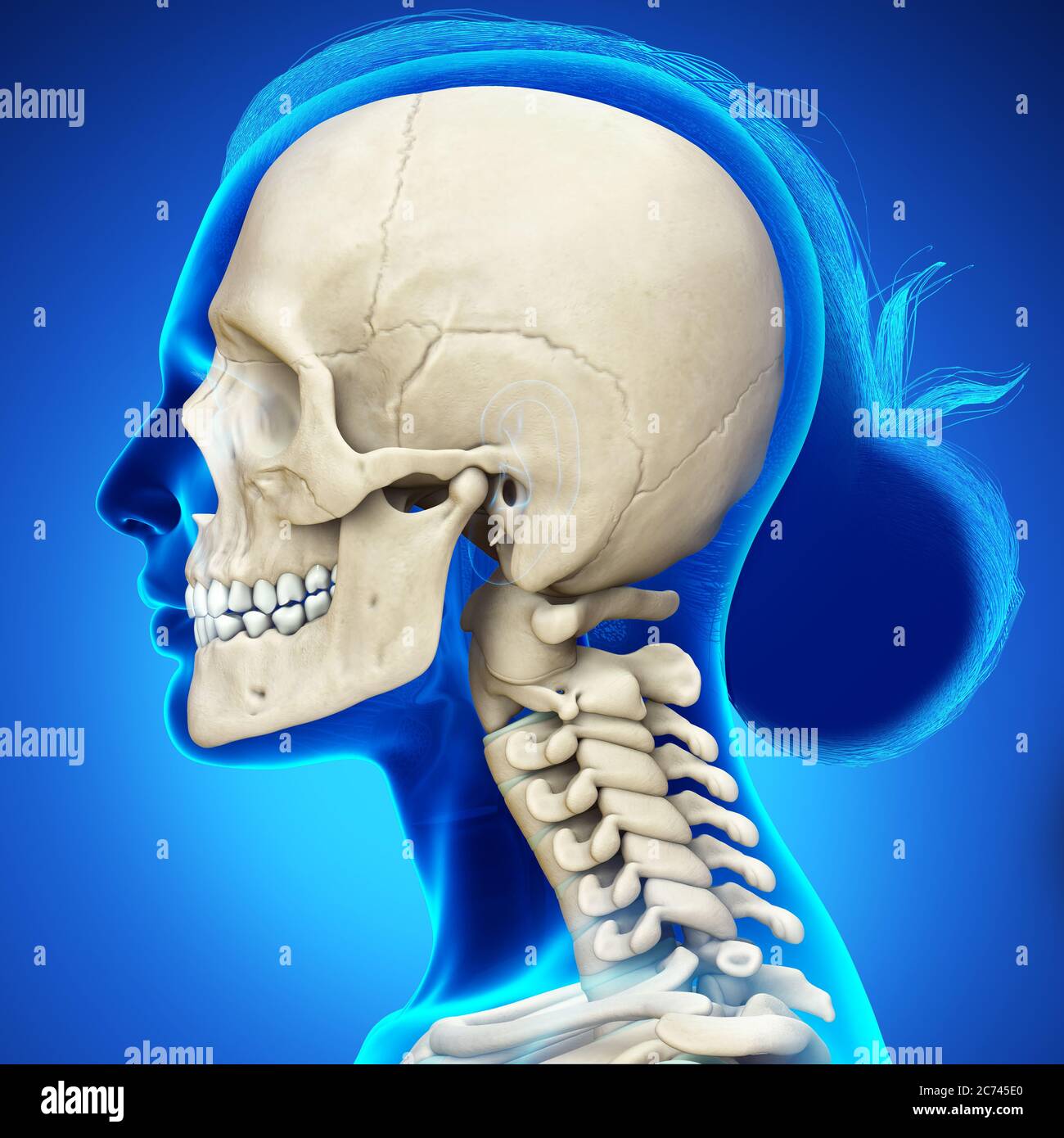 3d rendered, medically accurate illustration of a female scull and neck ...