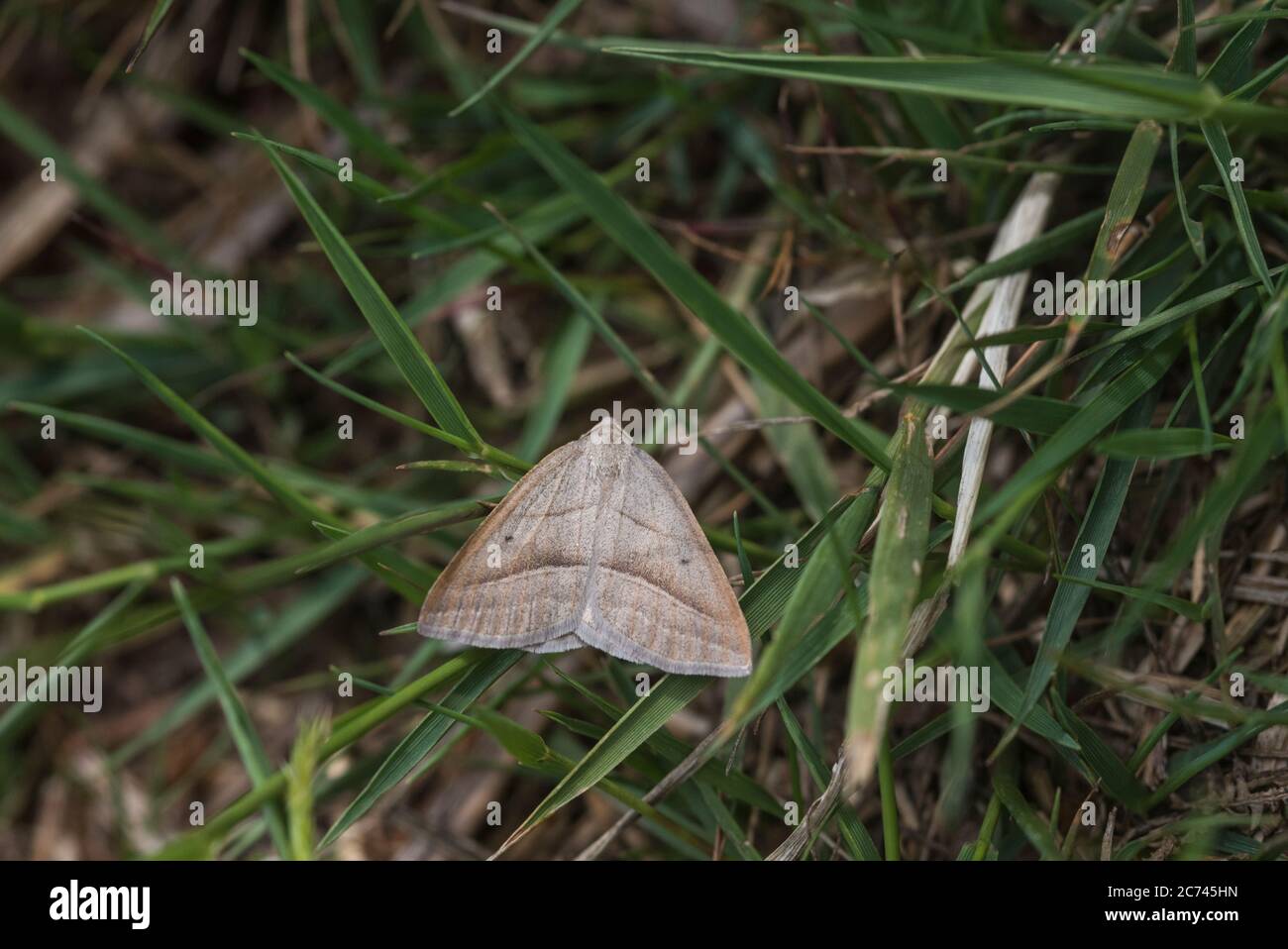 Silver line hi-res stock photography and images - Alamy