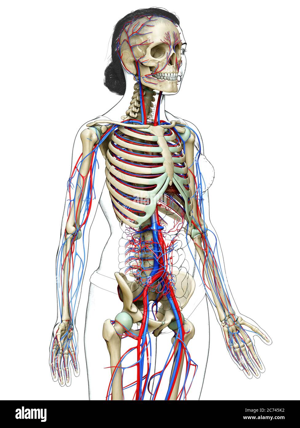 3d rendered medically accurate illustration of the female circulatory ...