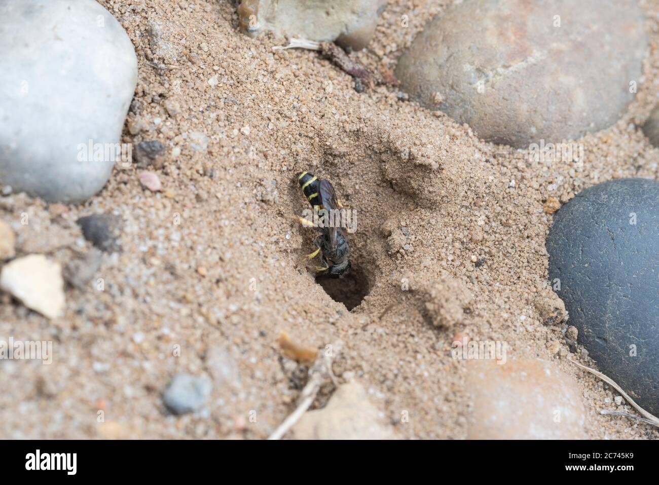 Sand-tailed Digger Wasp (Cerceris arenia) going into a nesting hole ...
