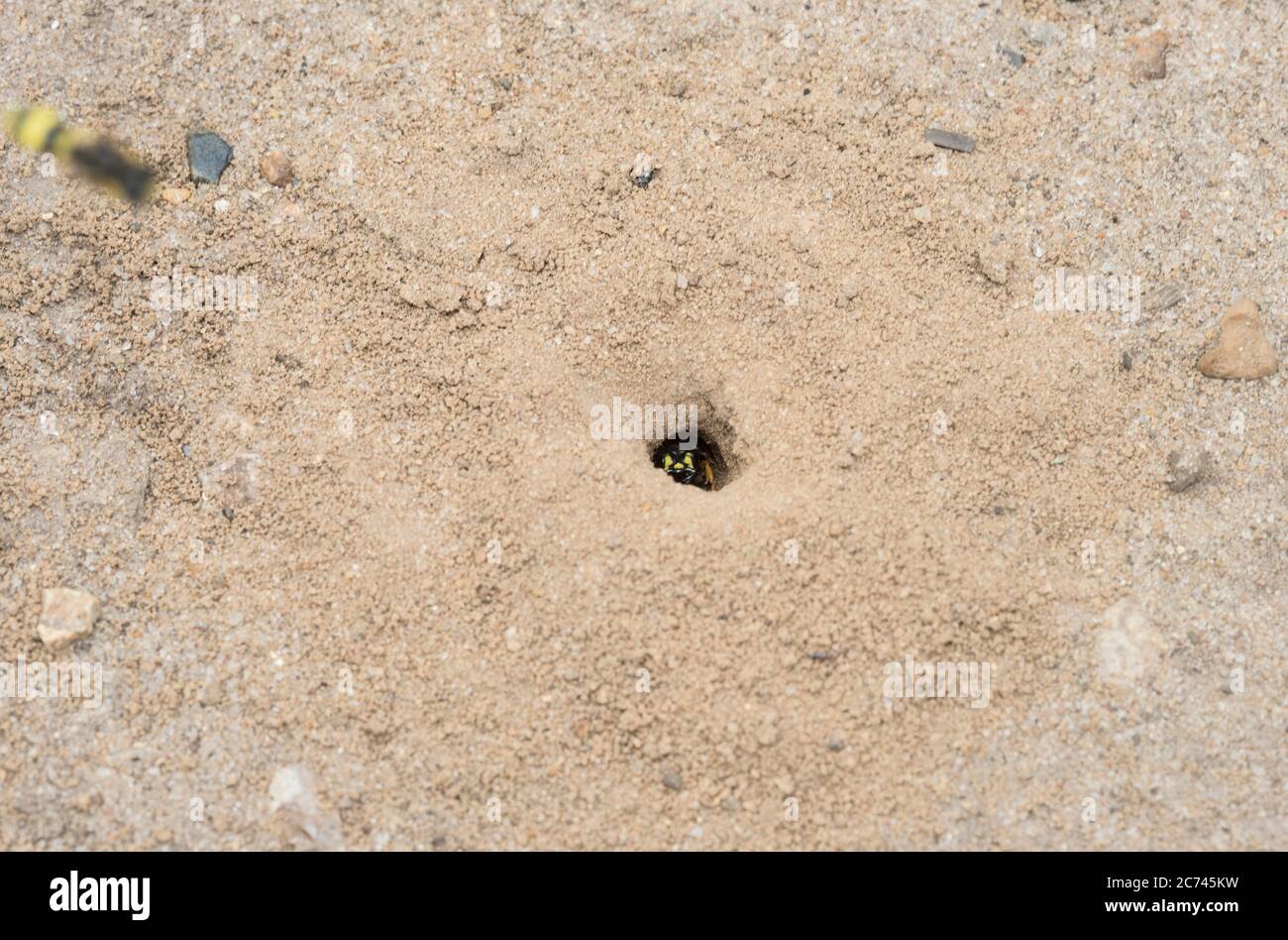 Sand-tailed Digger Wasp (Cerceris arenia) peering out of a nest hole ...