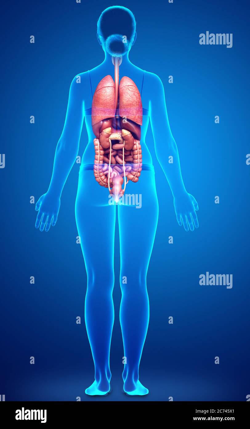 3d rendered medically accurate illustration of female Internal organs ...