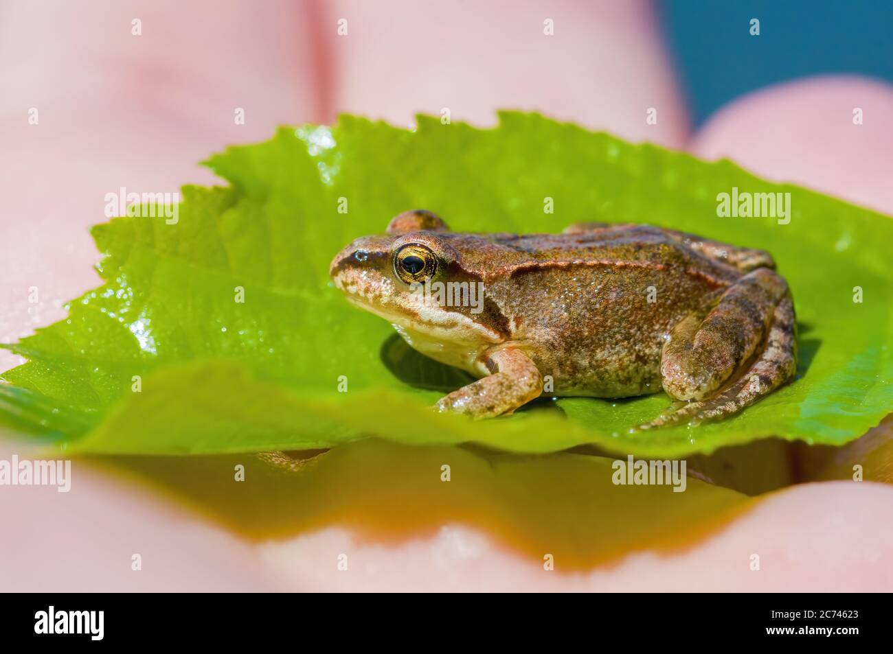 Giant slippery frog hi-res stock photography and images - Alamy