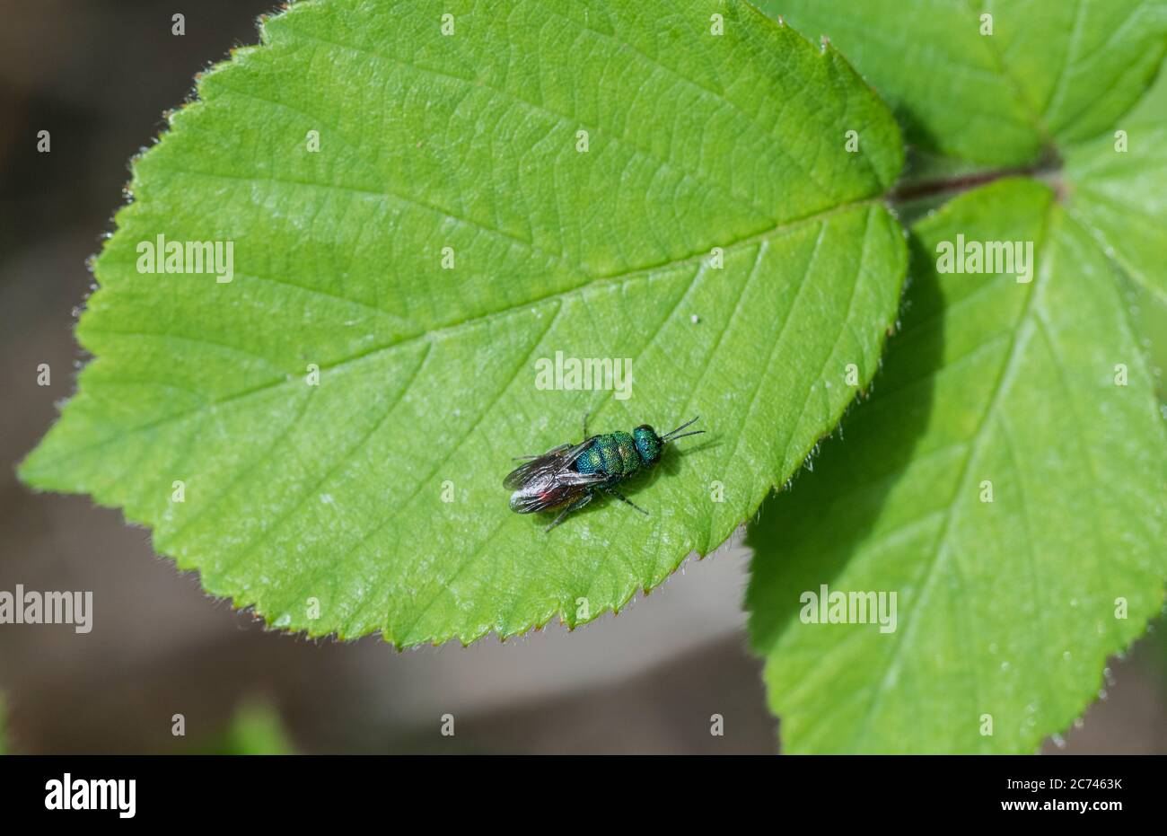 Ruby-tailed Wasp (Chrysis sp) resting on a leaf Stock Photo - Alamy